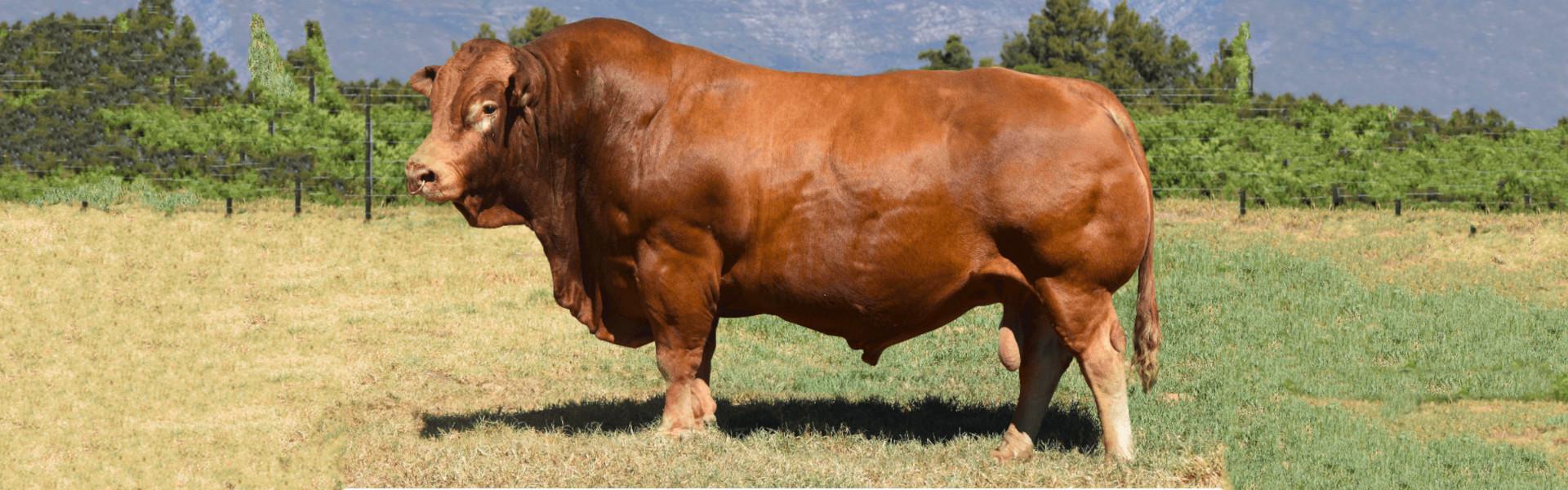 Why Limousins