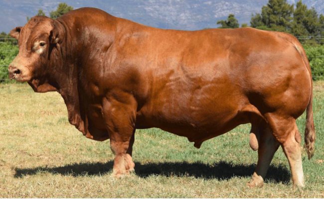 Home [leadwood.co.bw]